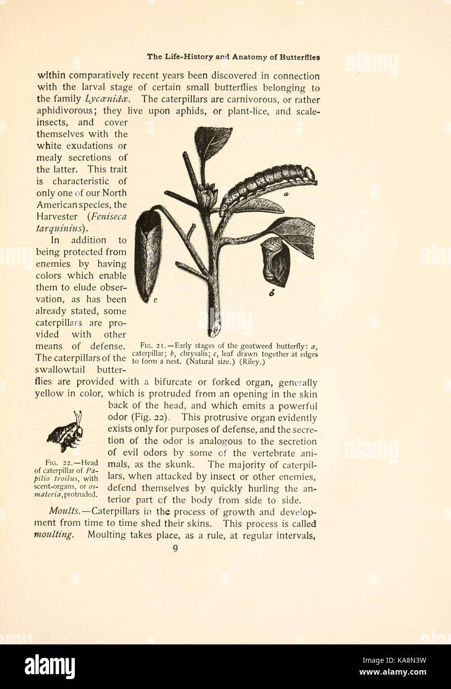 This is an illustration from 'The Butterfly Book,' page 9, featuring ...