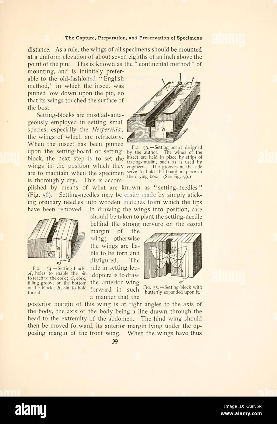 The butterfly book (Page 39, Figs. 53 55) BHL4428640 Stock Photo - Alamy