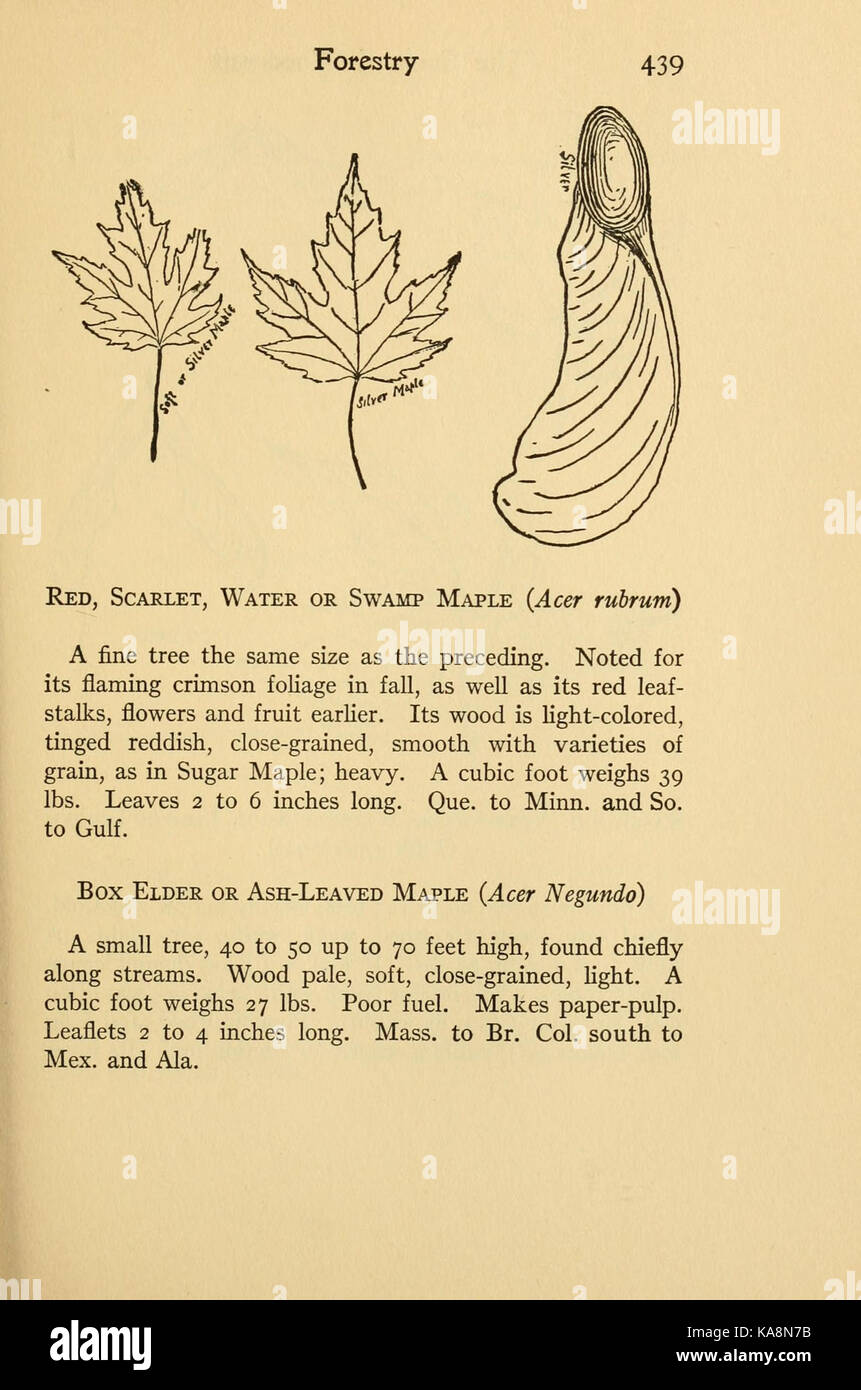 The book of woodcraft and Indian lore (Page 439) BHL3910449 Stock Photo ...