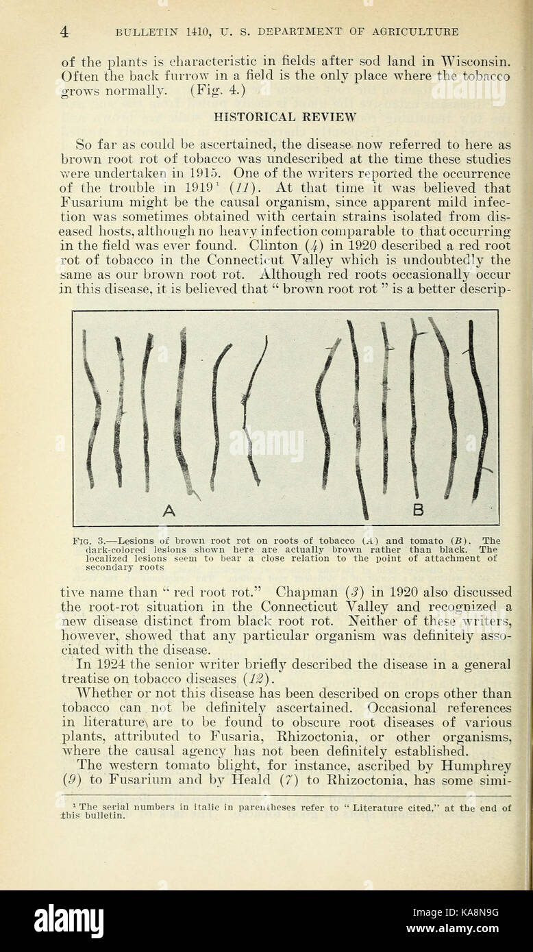 This page discusses brown root rot, a plant disease affecting tobacco ...