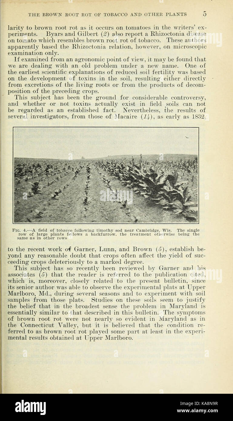 The brown root rot of tobacco and other plants (Page 5) BHL41882484 ...