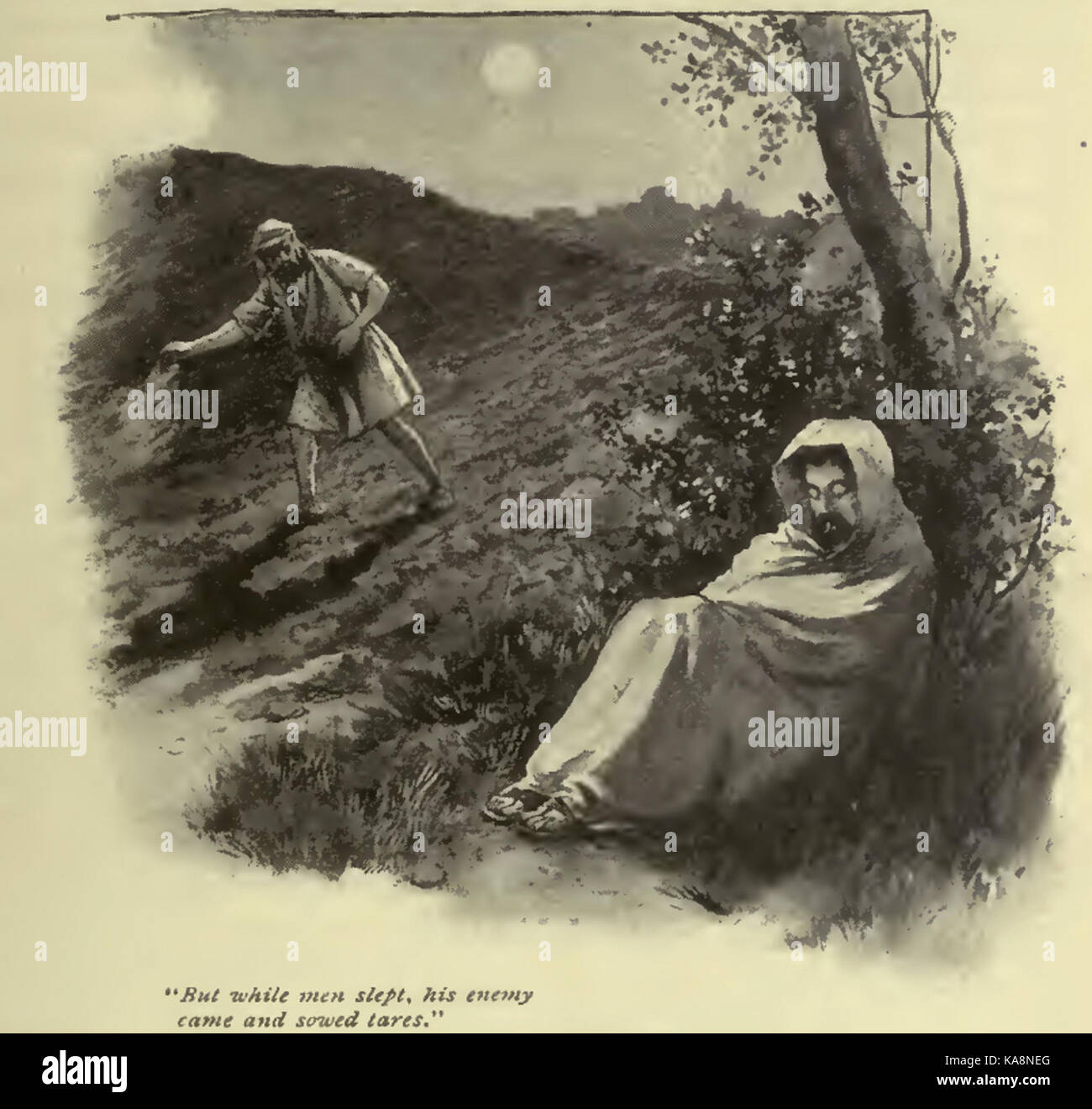 Tares hi-res stock photography and images - Alamy