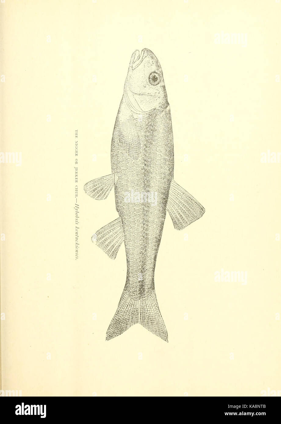 This page from 'The American Angler' book showcases a figure of the ...