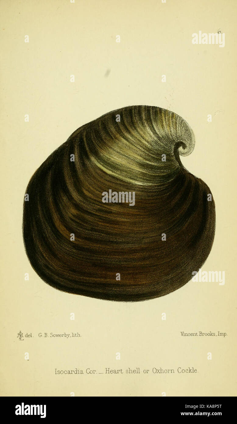 Edible mollusca of great britain hi-res stock photography and images ...