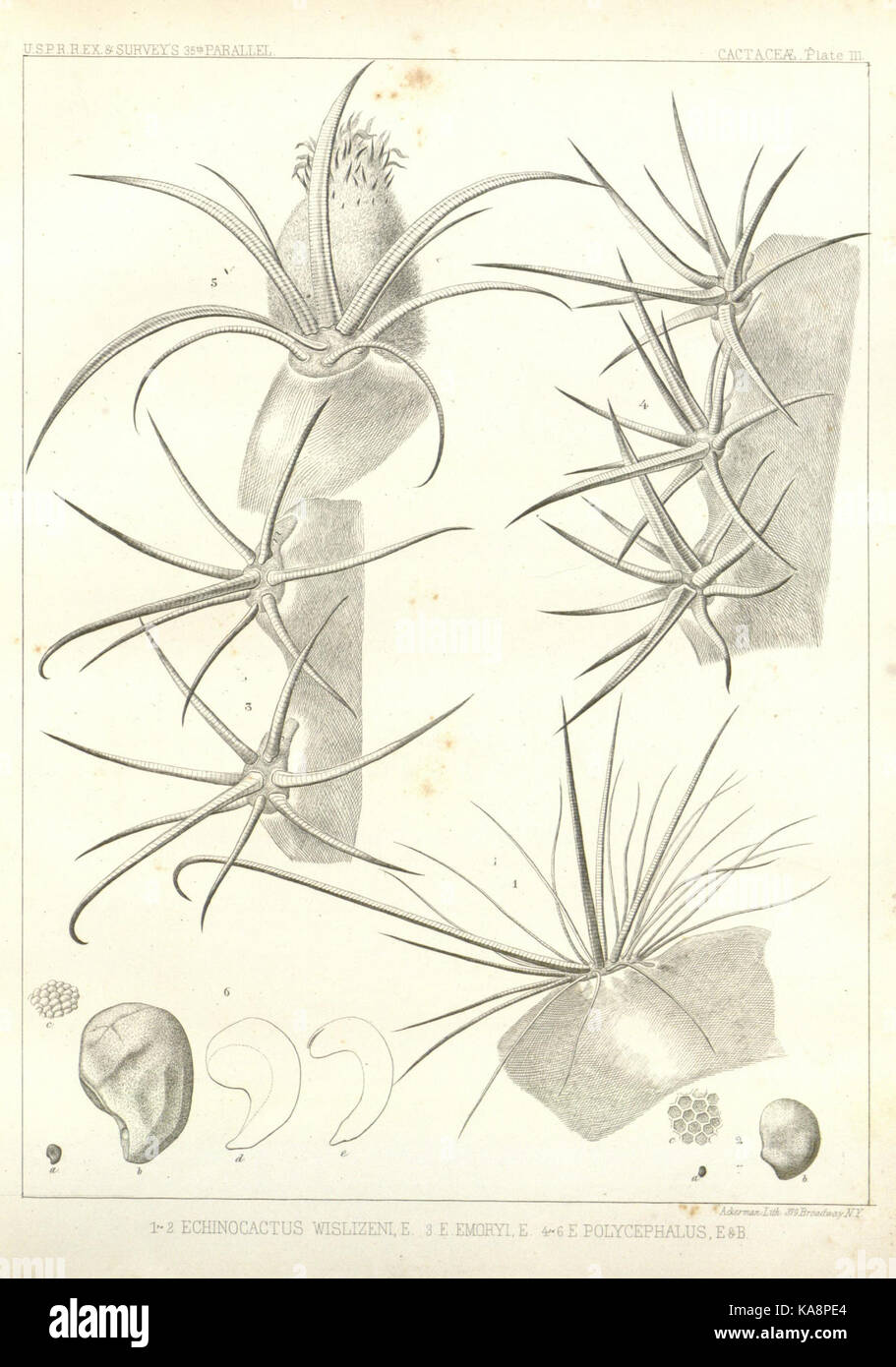 This illustration shows a route near the 35th parallel, explored by ...