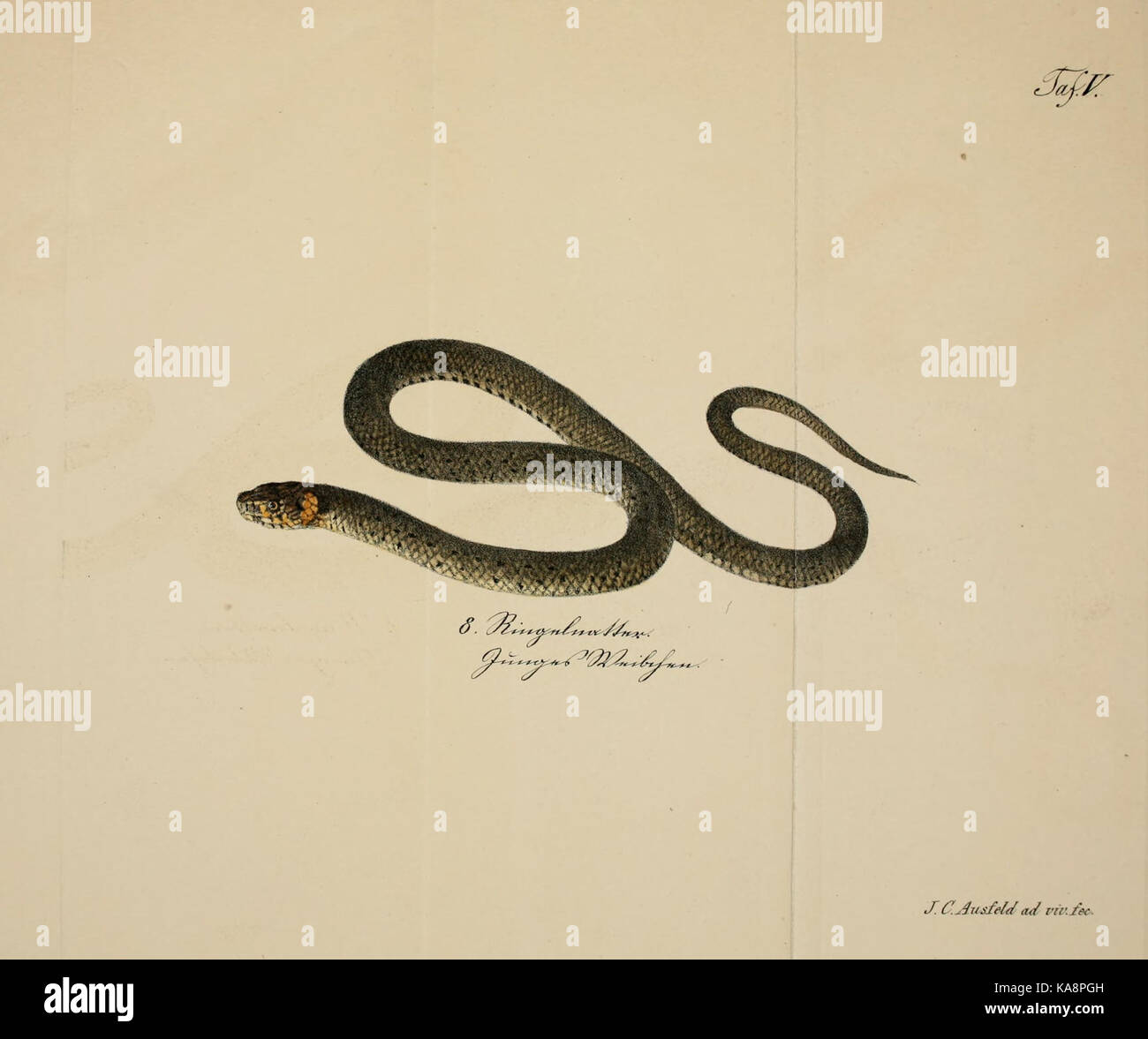Anatomy of snakes hi-res stock photography and images - Alamy