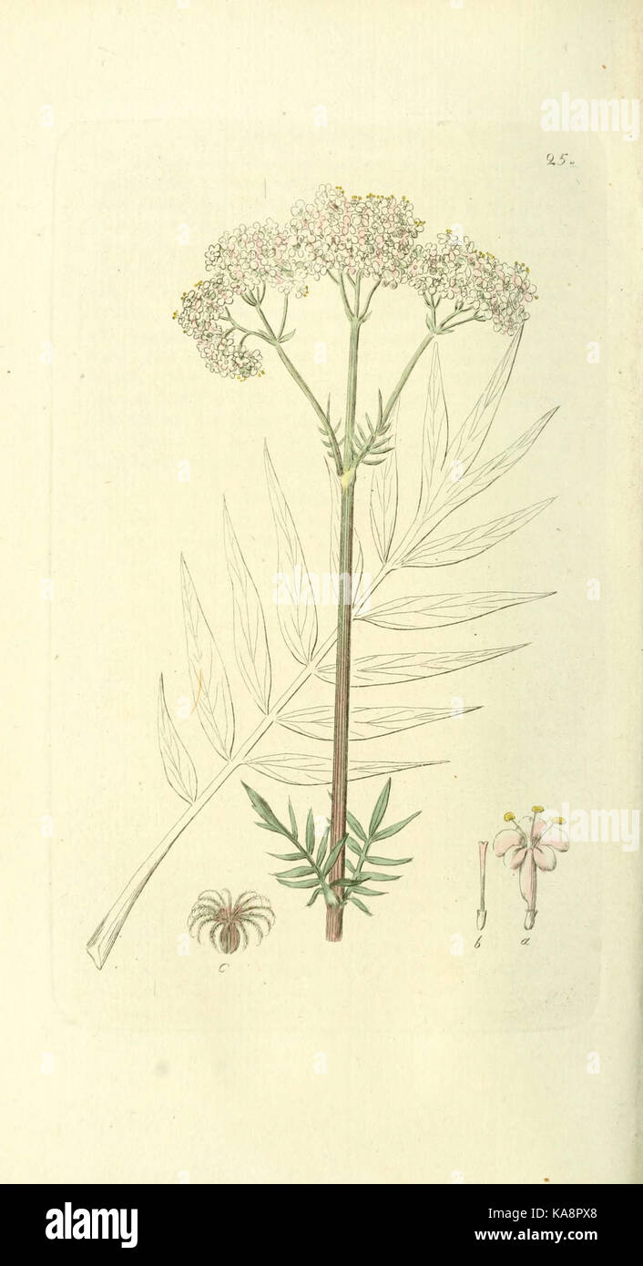 Swedish plant studies hi-res stock photography and images - Alamy