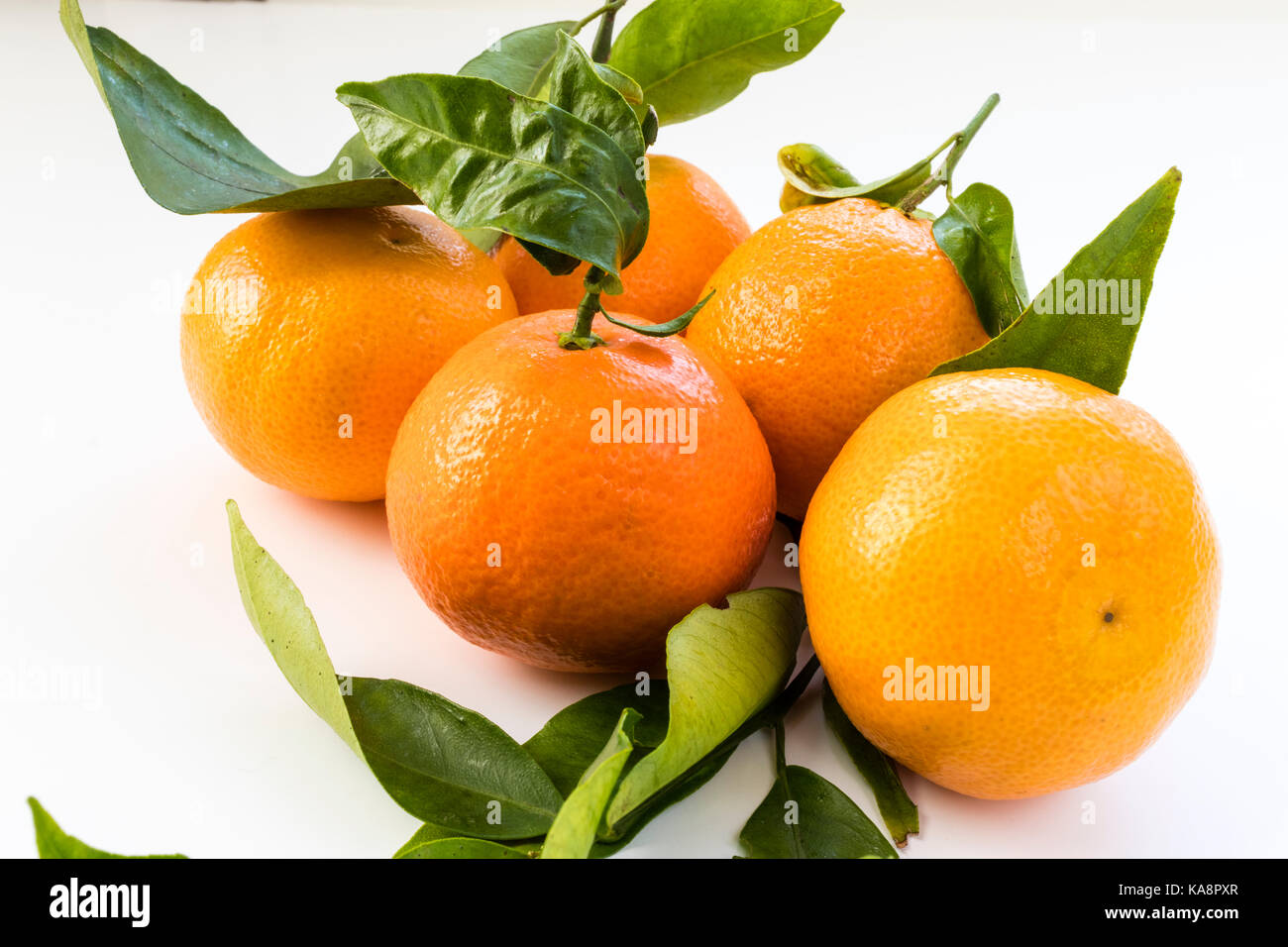 Fruit. Five Oranges attached to vine with green leaves on white ...