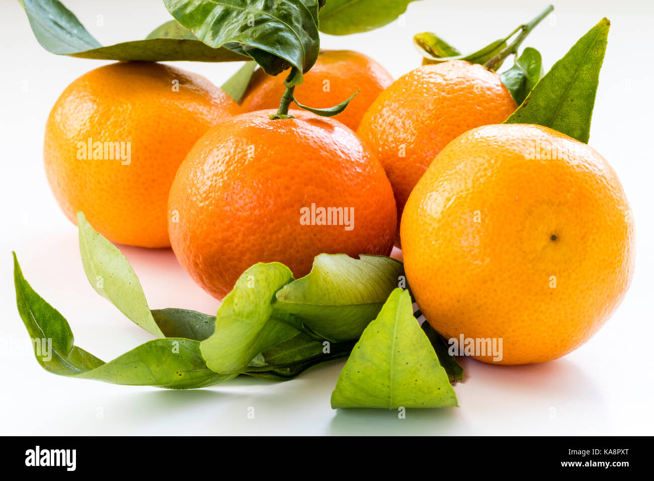 Fruit. Five Oranges attached to vine with green leaves on white ...