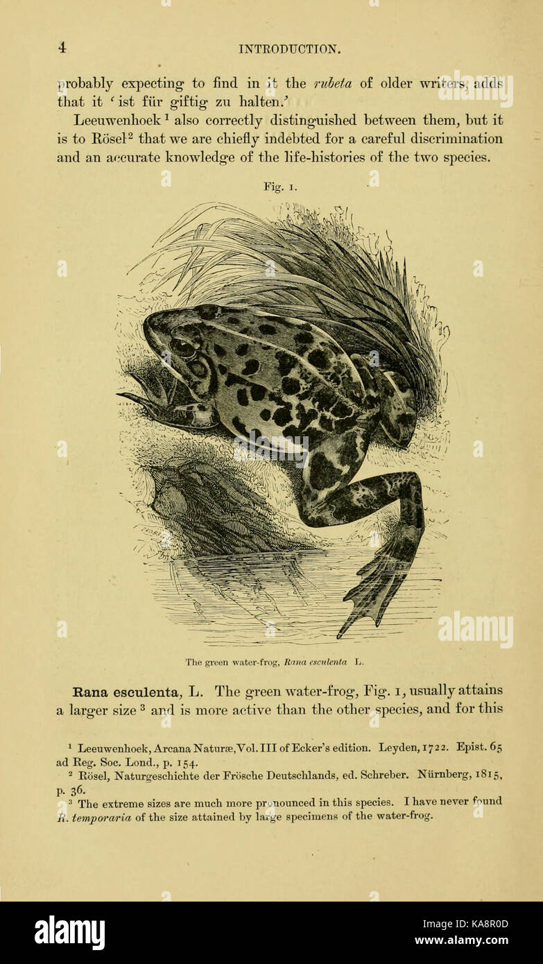 The anatomy of the frog (Page 4, Fig. 1) BHL7554761 Stock Photo - Alamy