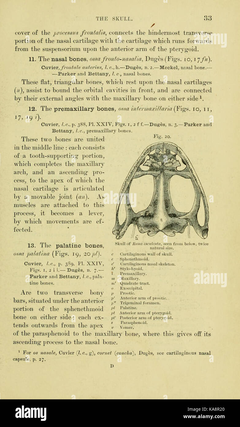 Frog circulatory system hi-res stock photography and images - Alamy