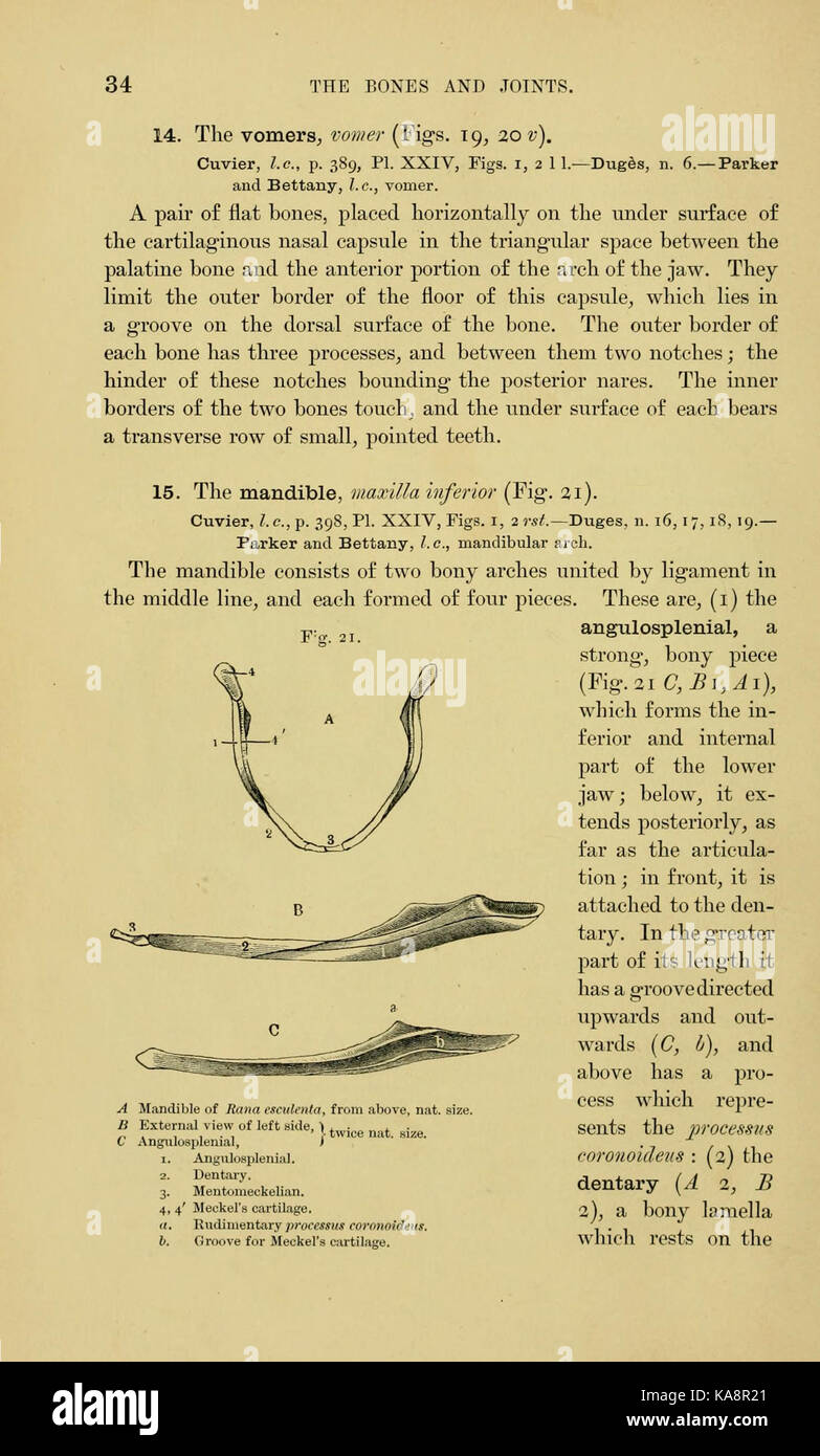 Detailed study of amphibian anatomy hi-res stock photography and images ...