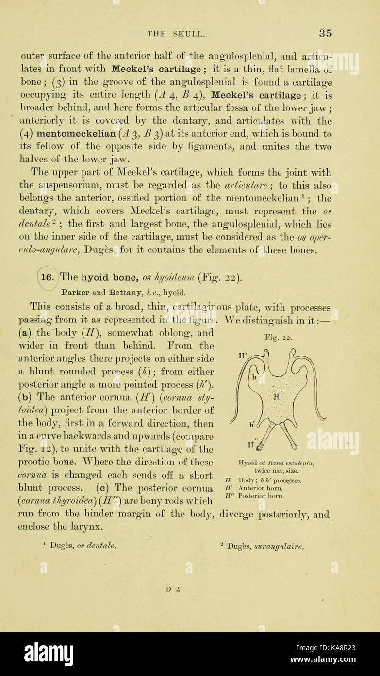 The anatomy of the frog (Page 35, Fig. 22) BHL7554741 Stock Photo - Alamy
