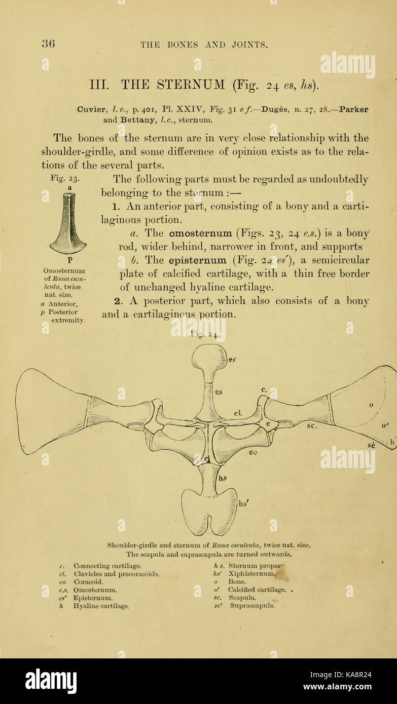 The anatomy of the frog (Page 36, Figs. 23 24) BHL7554811 Stock Photo ...