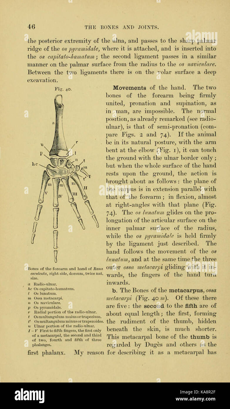 The anatomy of the frog (Page 46, Fig. 40) BHL7554801 Stock Photo - Alamy