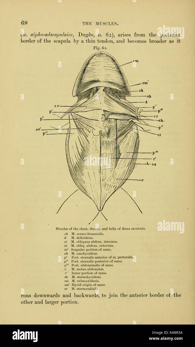 The anatomy of the frog (Page 68, Fig. 62) BHL7554786 Stock Photo - Alamy
