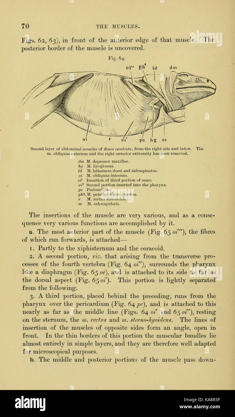 The anatomy of the frog (Page 70, Fig. 64) BHL7554784 Stock Photo - Alamy