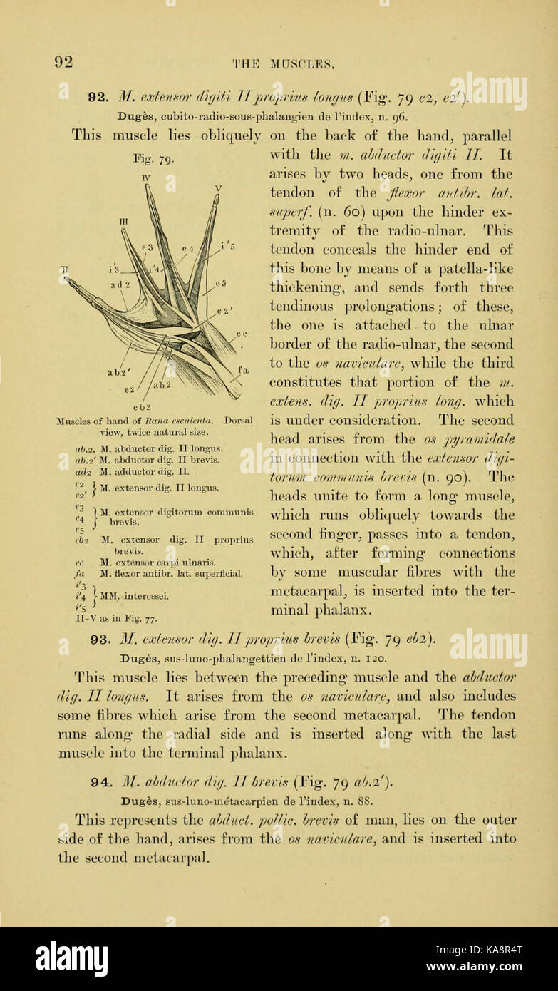 Frog internal structure hi-res stock photography and images - Alamy