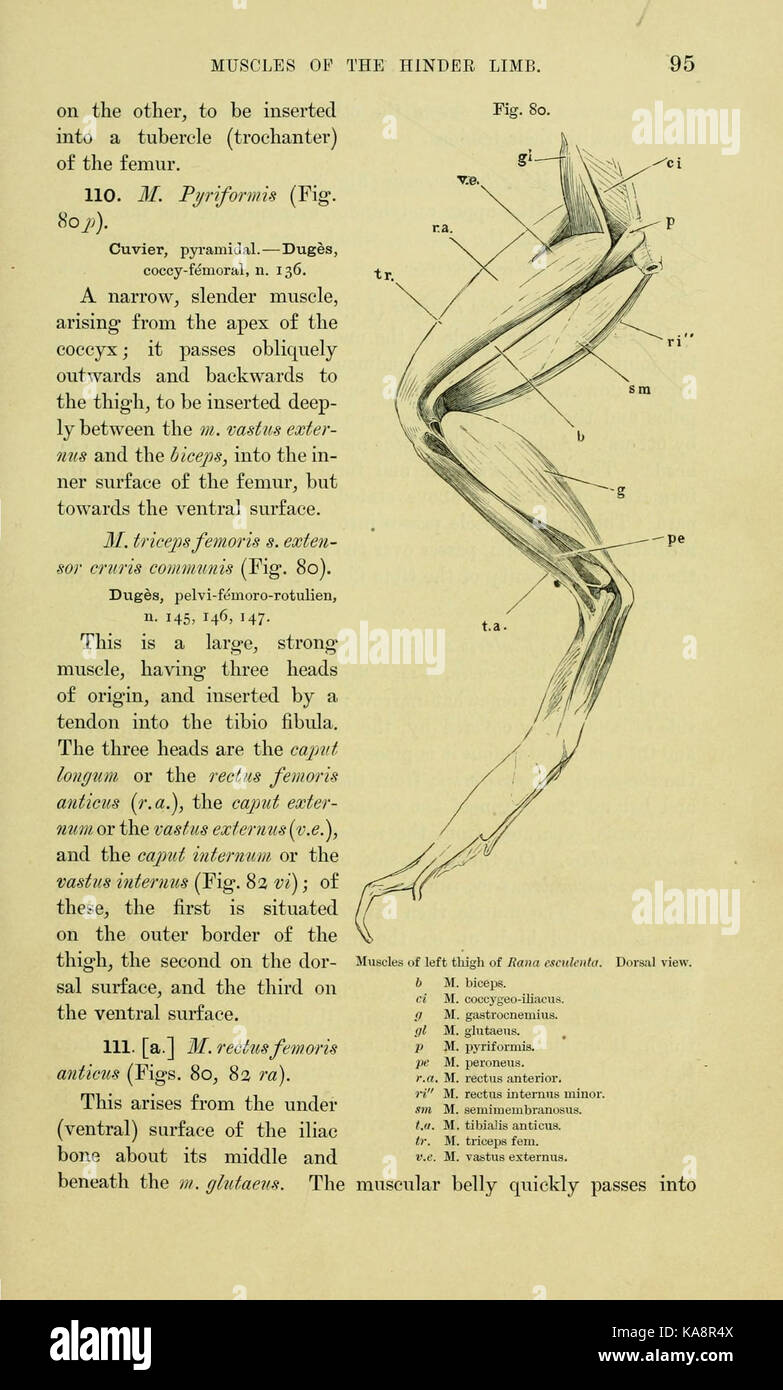 The anatomy of the frog (Page 95, Fig. 80) BHL7554844 Stock Photo - Alamy