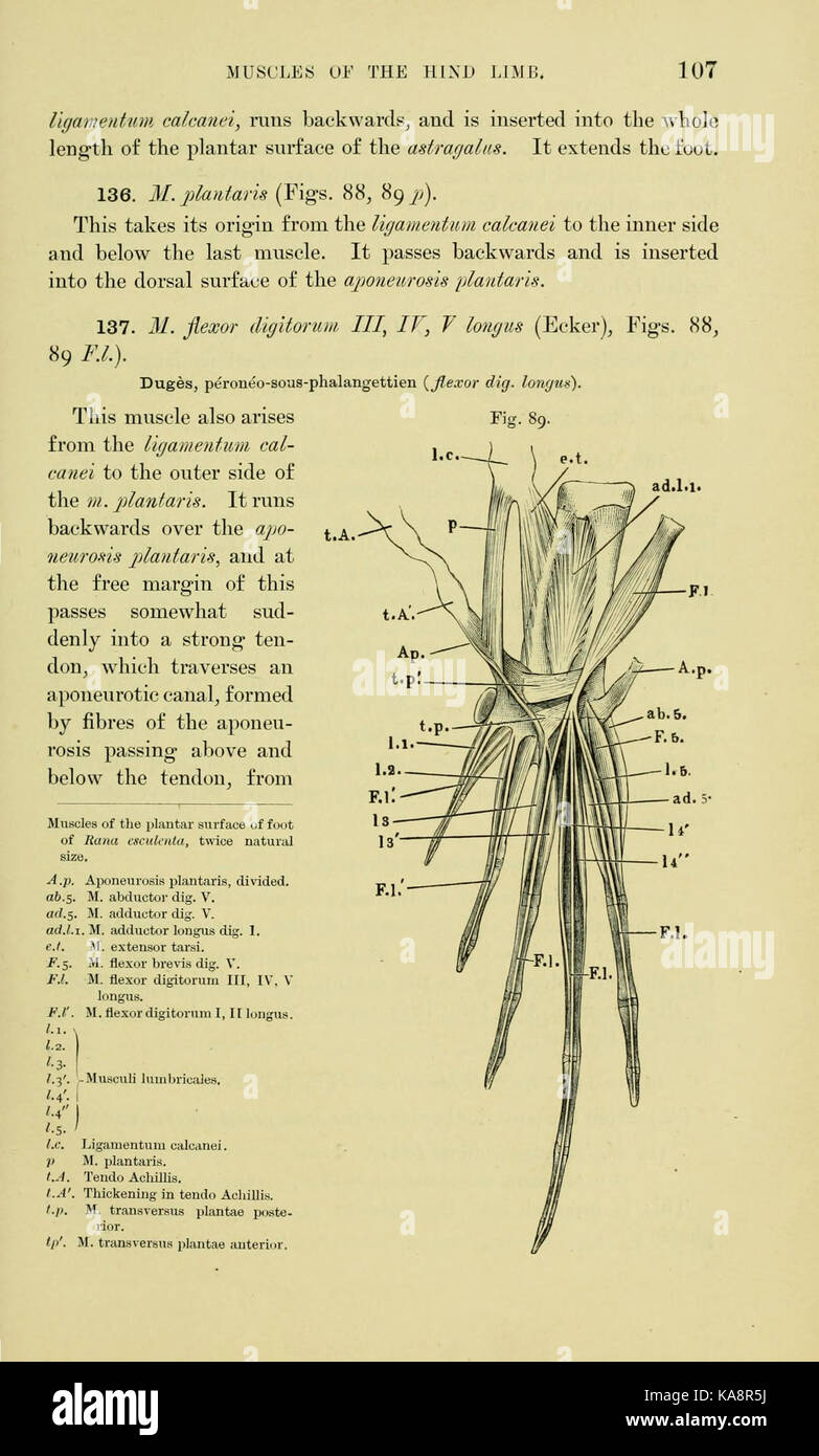 The anatomy of the frog (Page 107, Fig. 89) BHL7554722 Stock Photo - Alamy