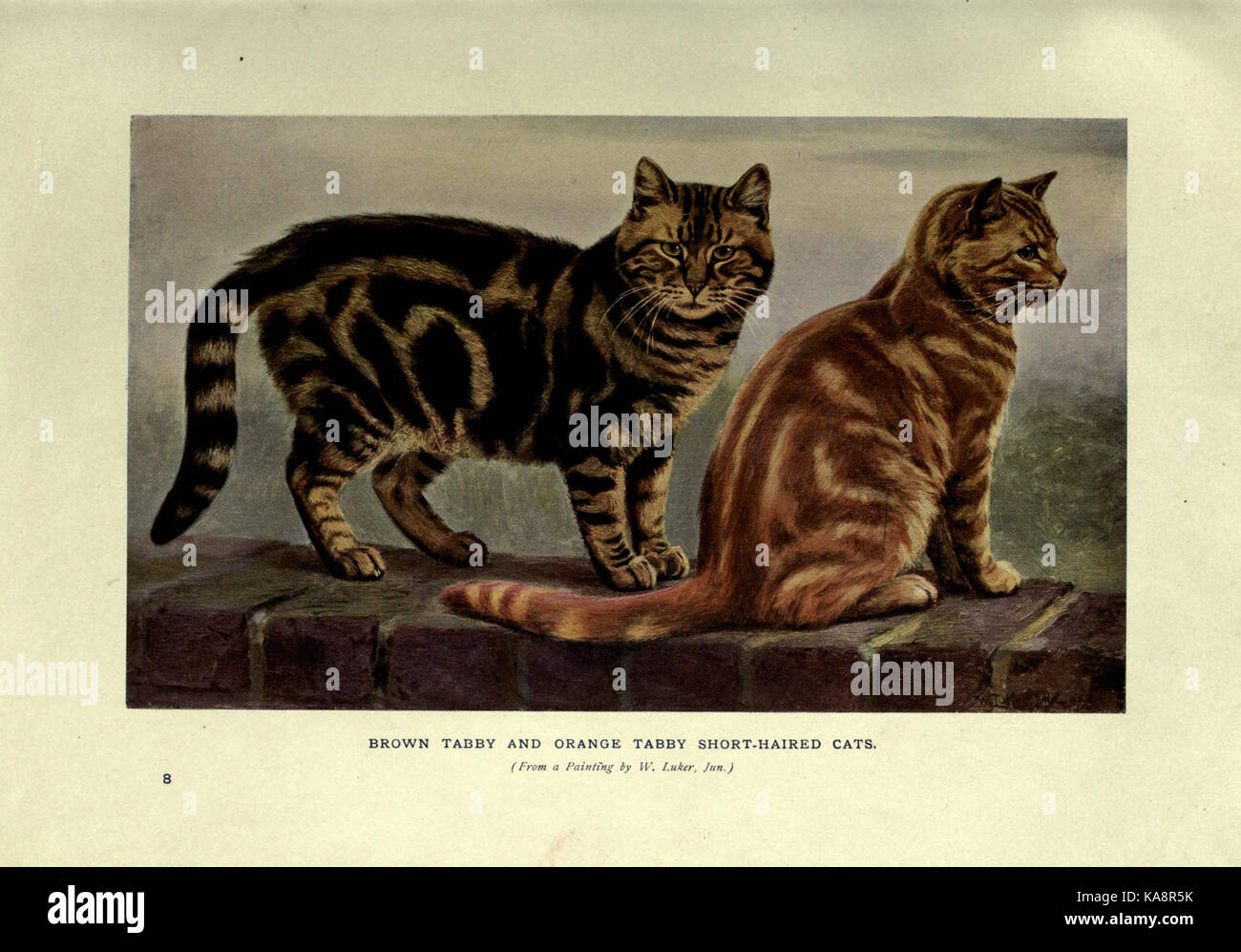 The book of the cat (Plate (8)) BHL23996551 Stock Photo - Alamy