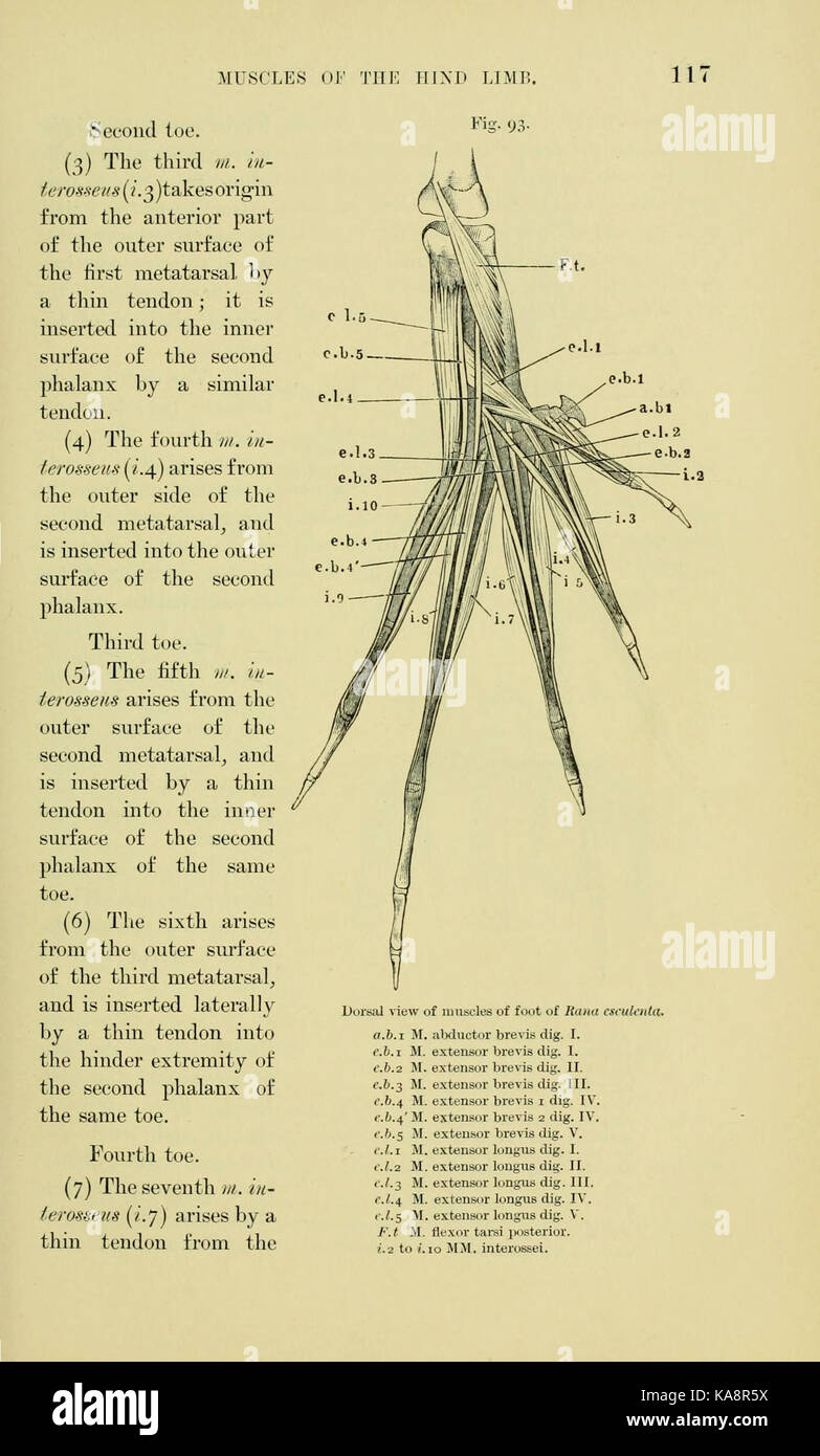 The anatomy of the frog (Page 117, Fig. 93) BHL7554797 Stock Photo - Alamy