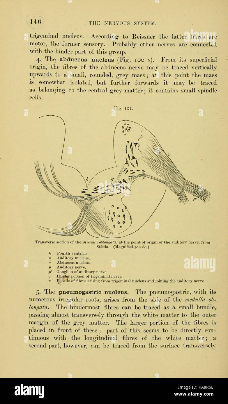 The anatomy of the frog (Page 146, Fig. 101) BHL7554876 Stock Photo - Alamy