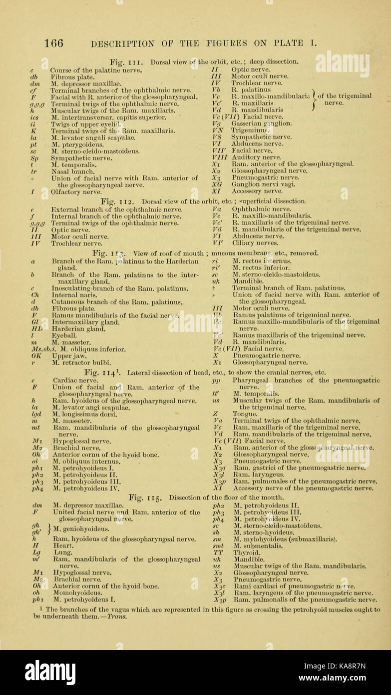 The anatomy of the frog (Page 166, Description Figs. 111 115 in Pla ...