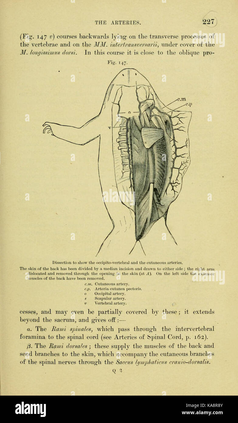 The anatomy of the frog (Page 227, Fig. 147) BHL7555009 Stock Photo - Alamy