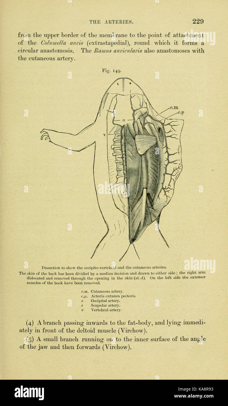 The anatomy of the frog (Page 229, Fig. 149) BHL7555011 Stock Photo - Alamy