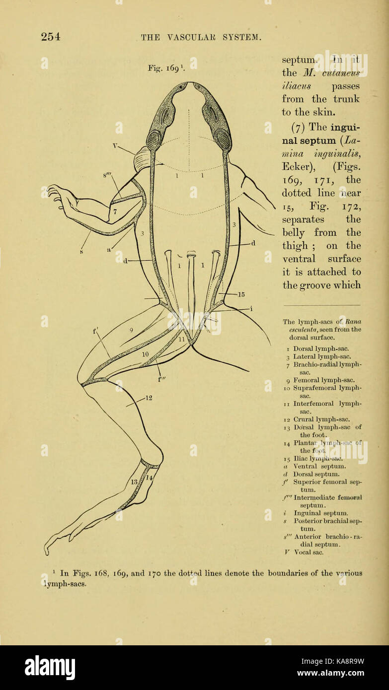 The anatomy of the frog (Page 254, Fig. 169) BHL7554880 Stock Photo - Alamy
