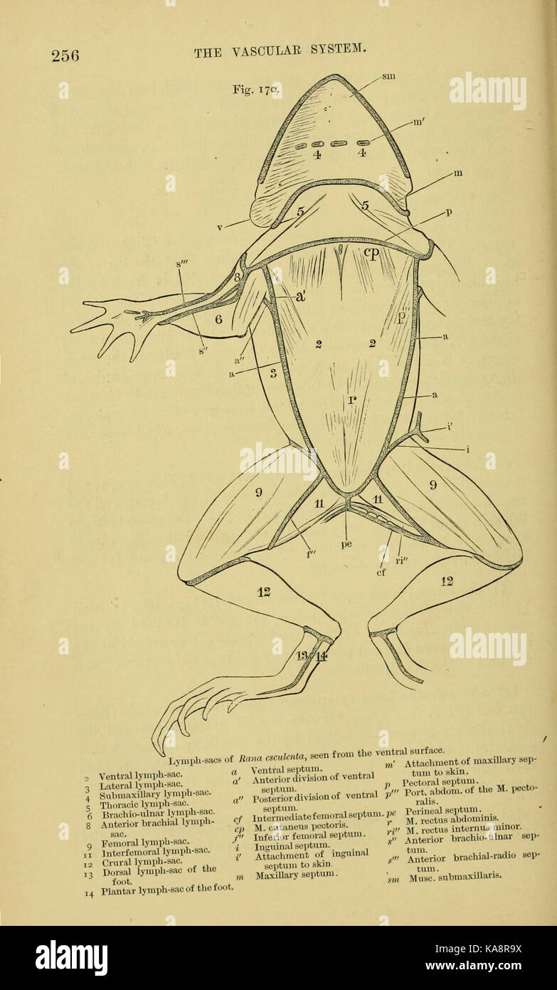 This page from *The Anatomy of the Frog* includes a detailed ...