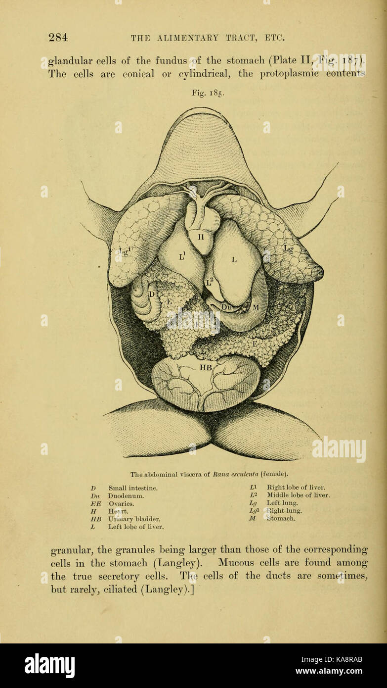The anatomy of the frog (Page 284, Fig. 185) BHL7555020 Stock Photo - Alamy