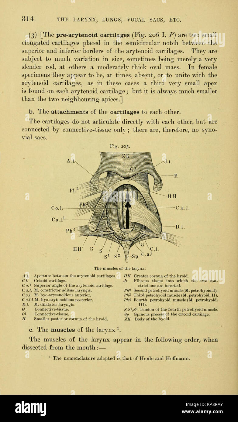 The anatomy of the frog (Page 314, Fig. 205) BHL7555038 Stock Photo - Alamy