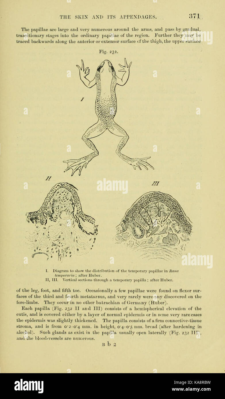 Fig 371 hi-res stock photography and images - Alamy