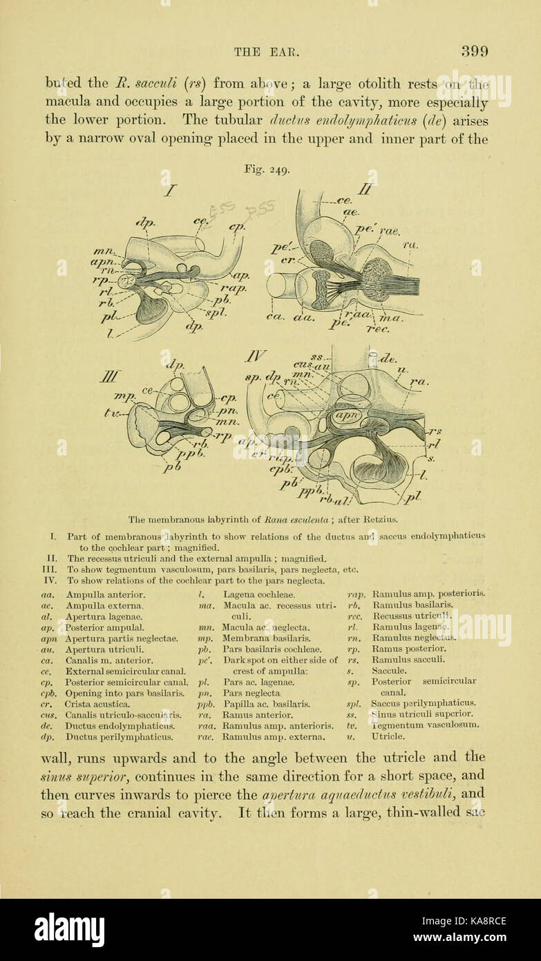The anatomy of the frog (Page 399, Fig. 249) BHL7555059 Stock Photo - Alamy