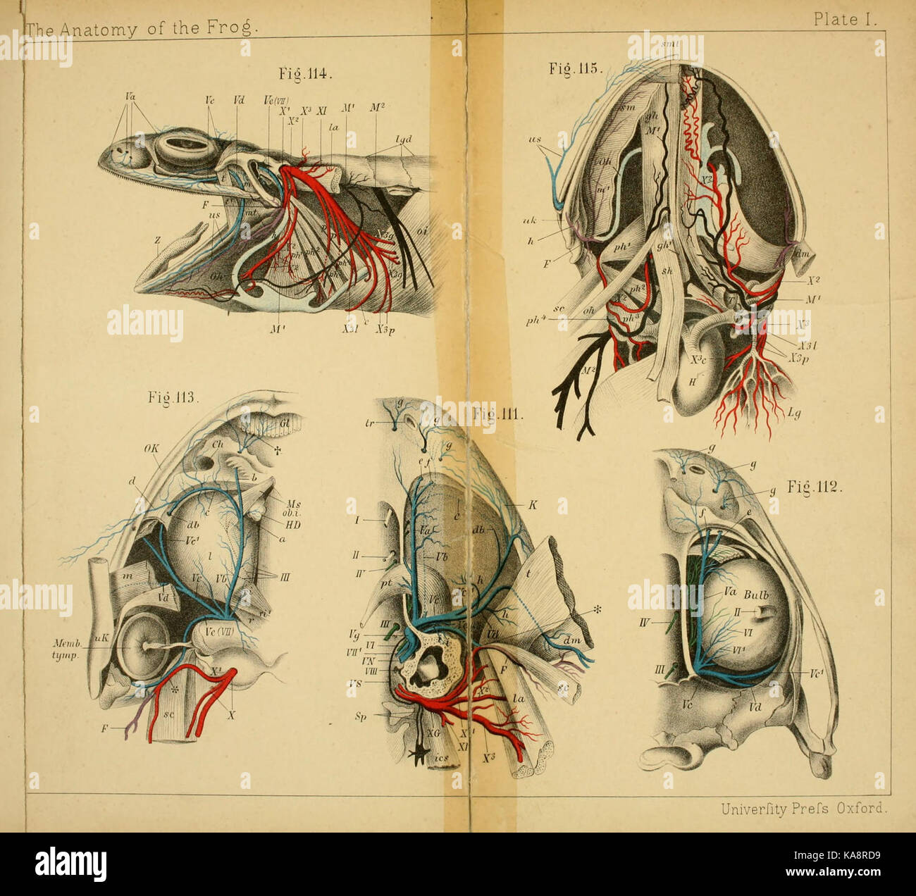 Frog organs hi-res stock photography and images - Alamy