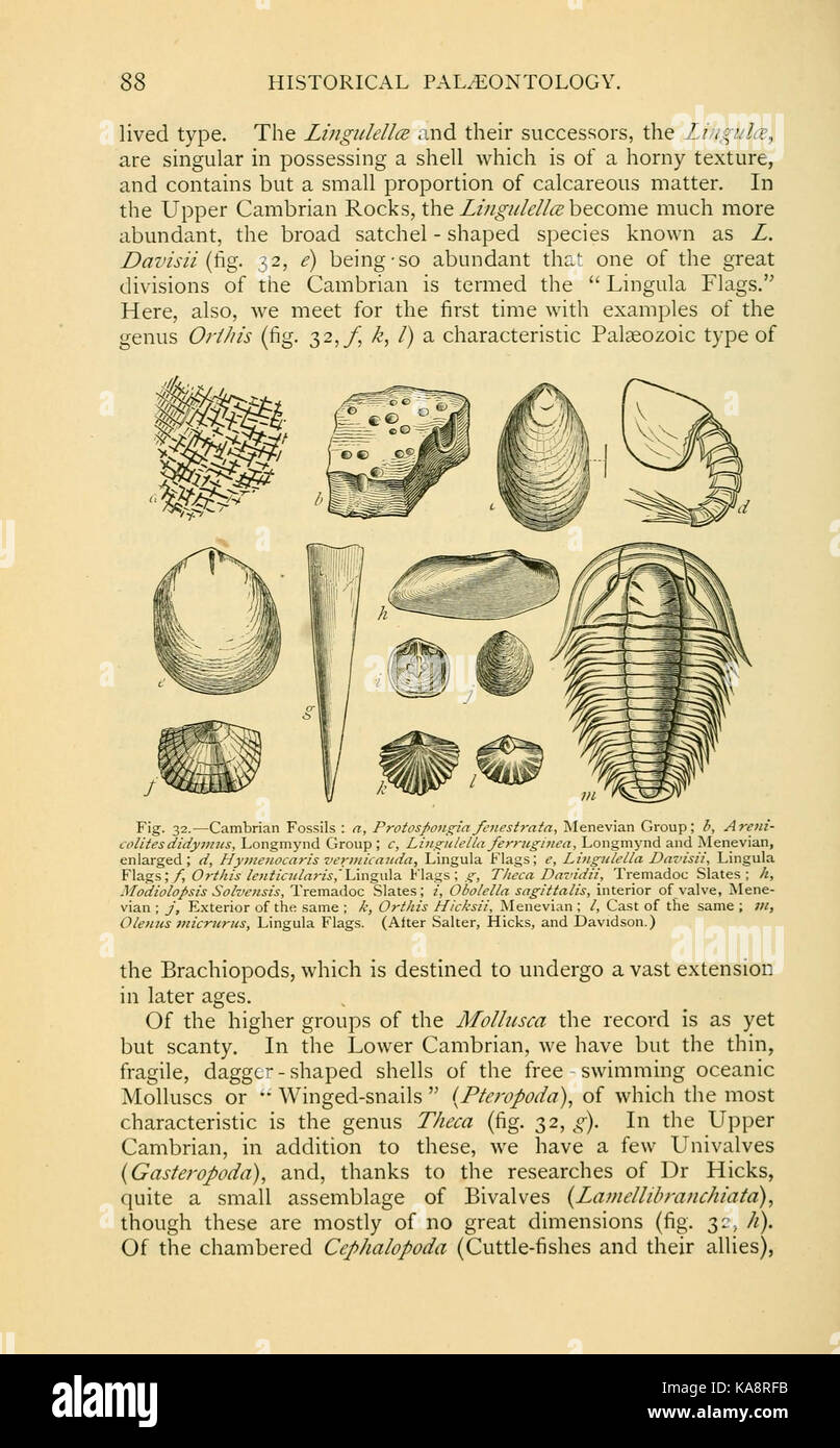 A detailed illustration from 'The Ancient Life History of the Earth ...