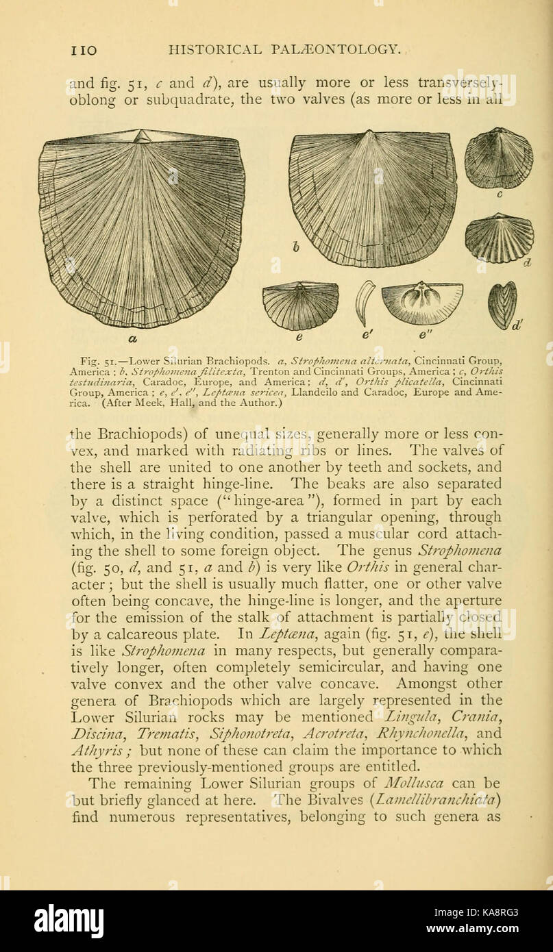 Page 110, Fig. 51 from 'The Ancient Life History of the Earth' depicts ...