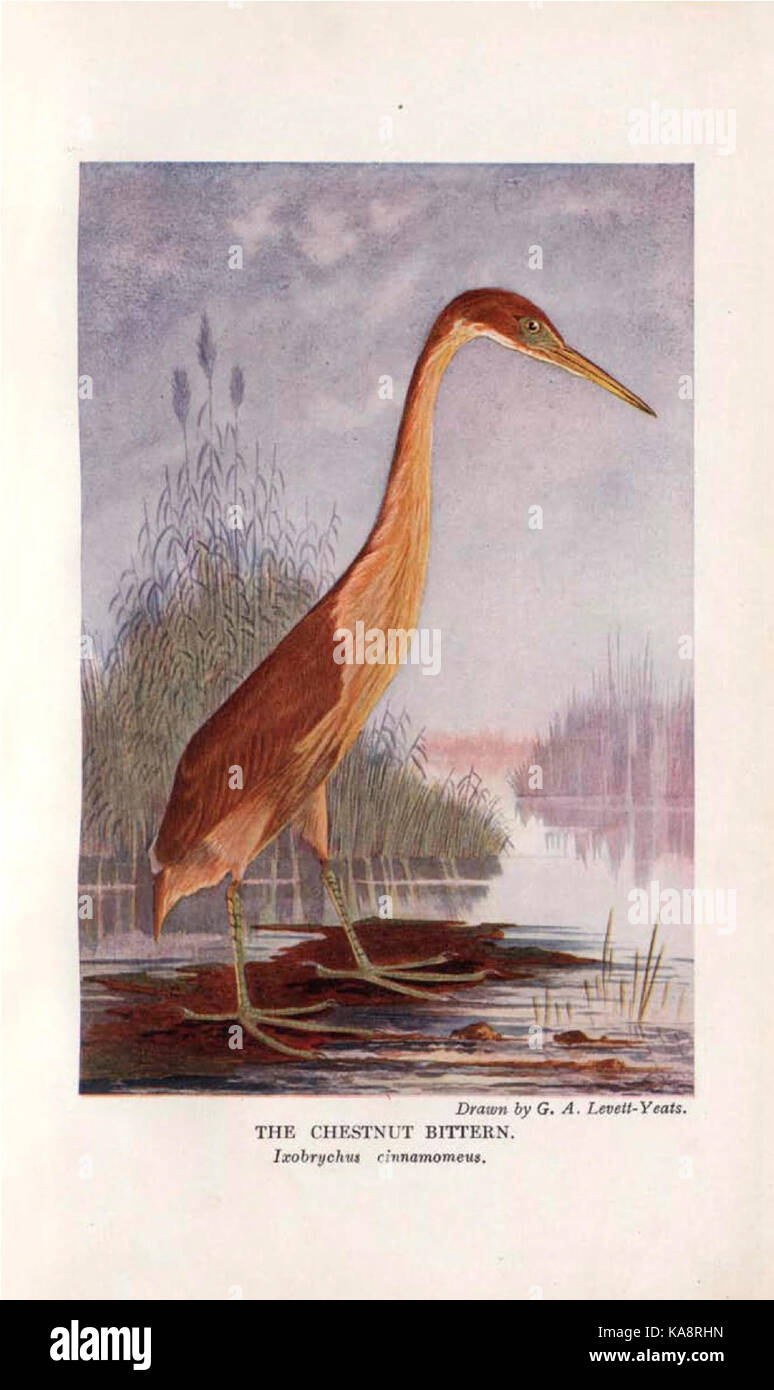 The birds of Singapore Island BHL47191307 Stock Photo - Alamy