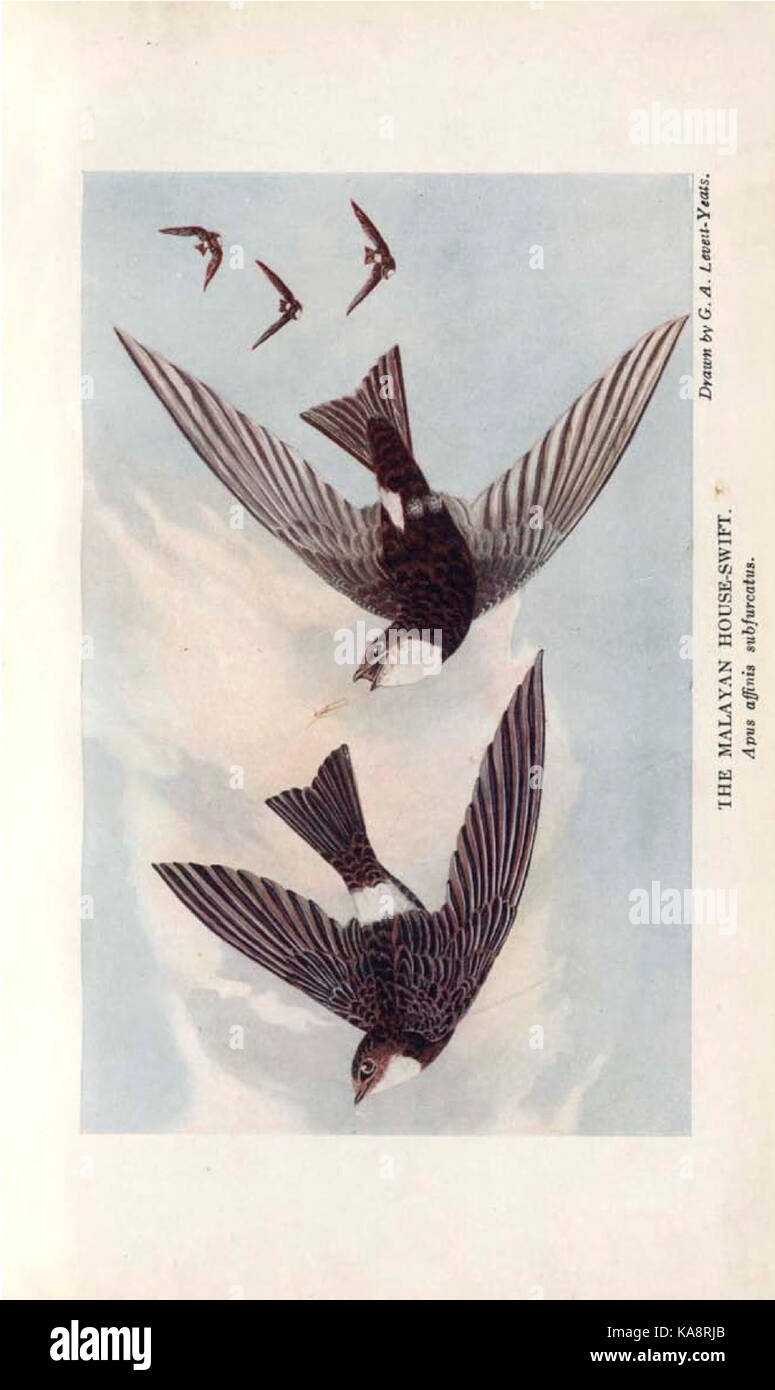 The birds of Singapore Island BHL47191369 Stock Photo - Alamy