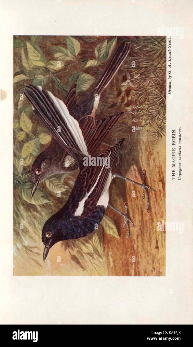 The birds of Singapore Island BHL47191437 Stock Photo - Alamy