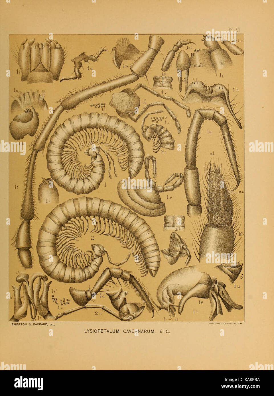 A scientific illustration from 'The Cave Fauna of North America ...