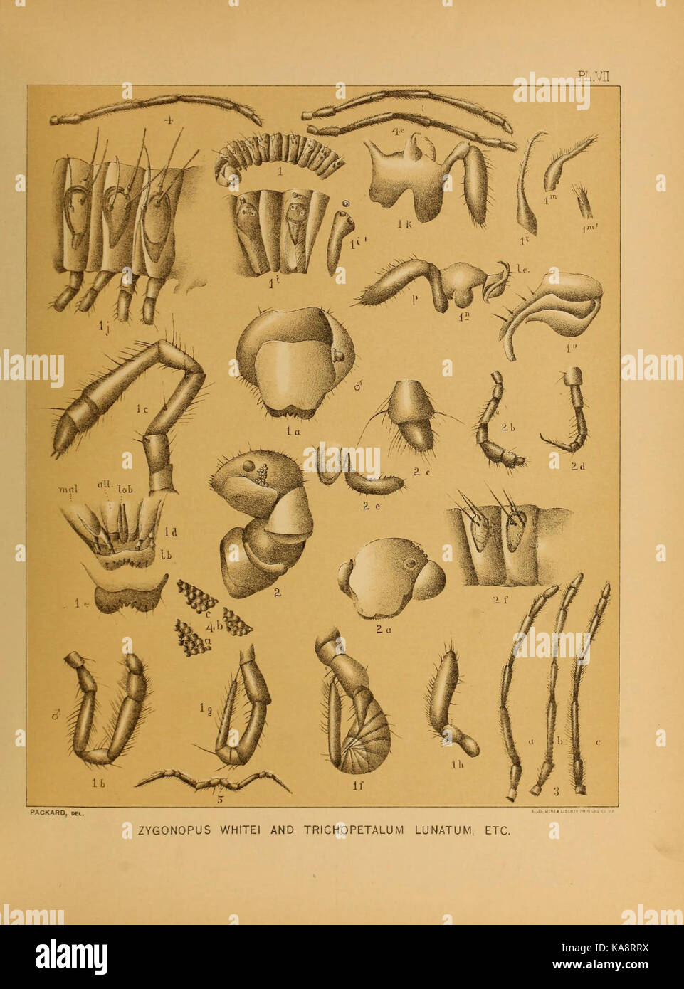 The cave fauna of North America (Pl. VII) (6124826166 Stock Photo - Alamy