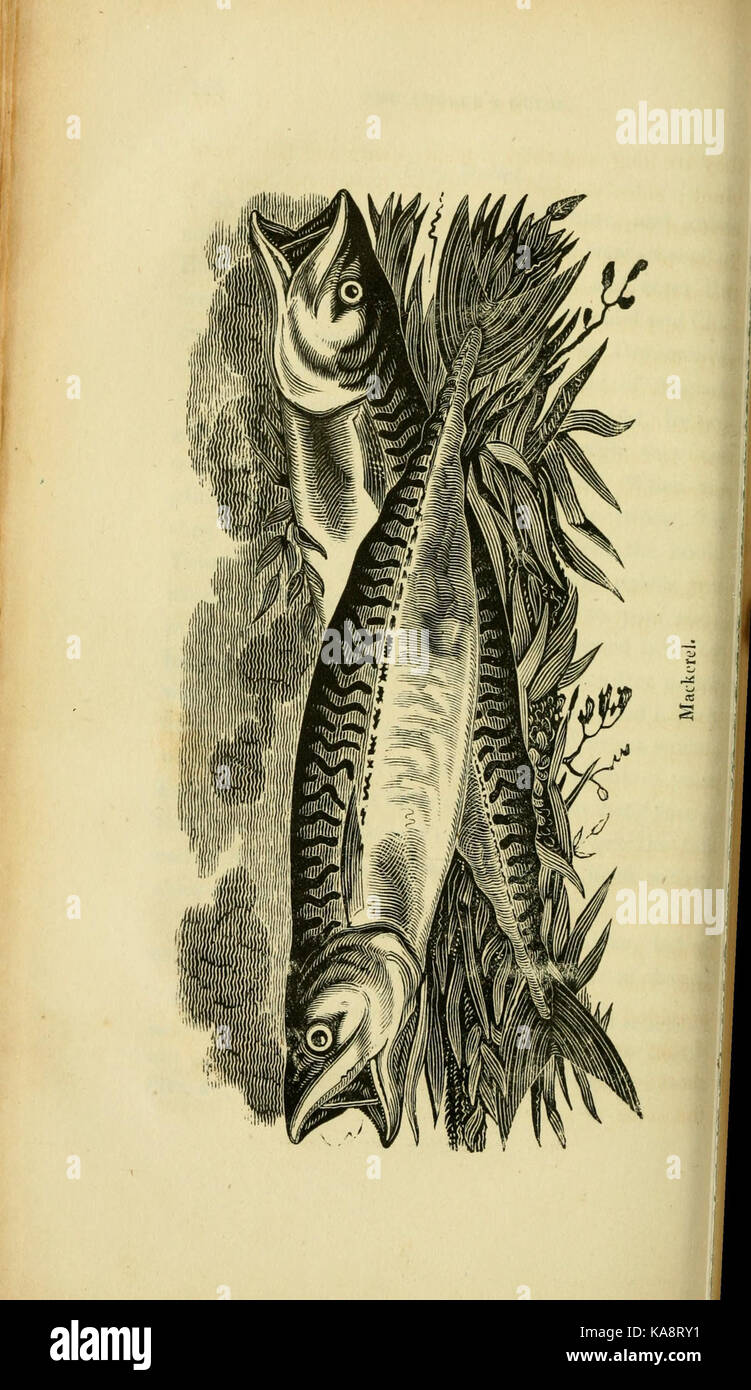 The angler's guide (Plate Mackerel) BHL9694269 Stock Photo - Alamy