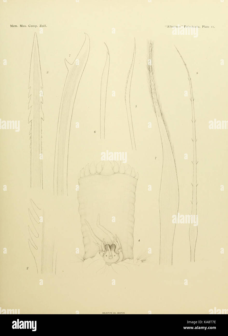 Scientific representation of worm anatomy hi-res stock photography and ...