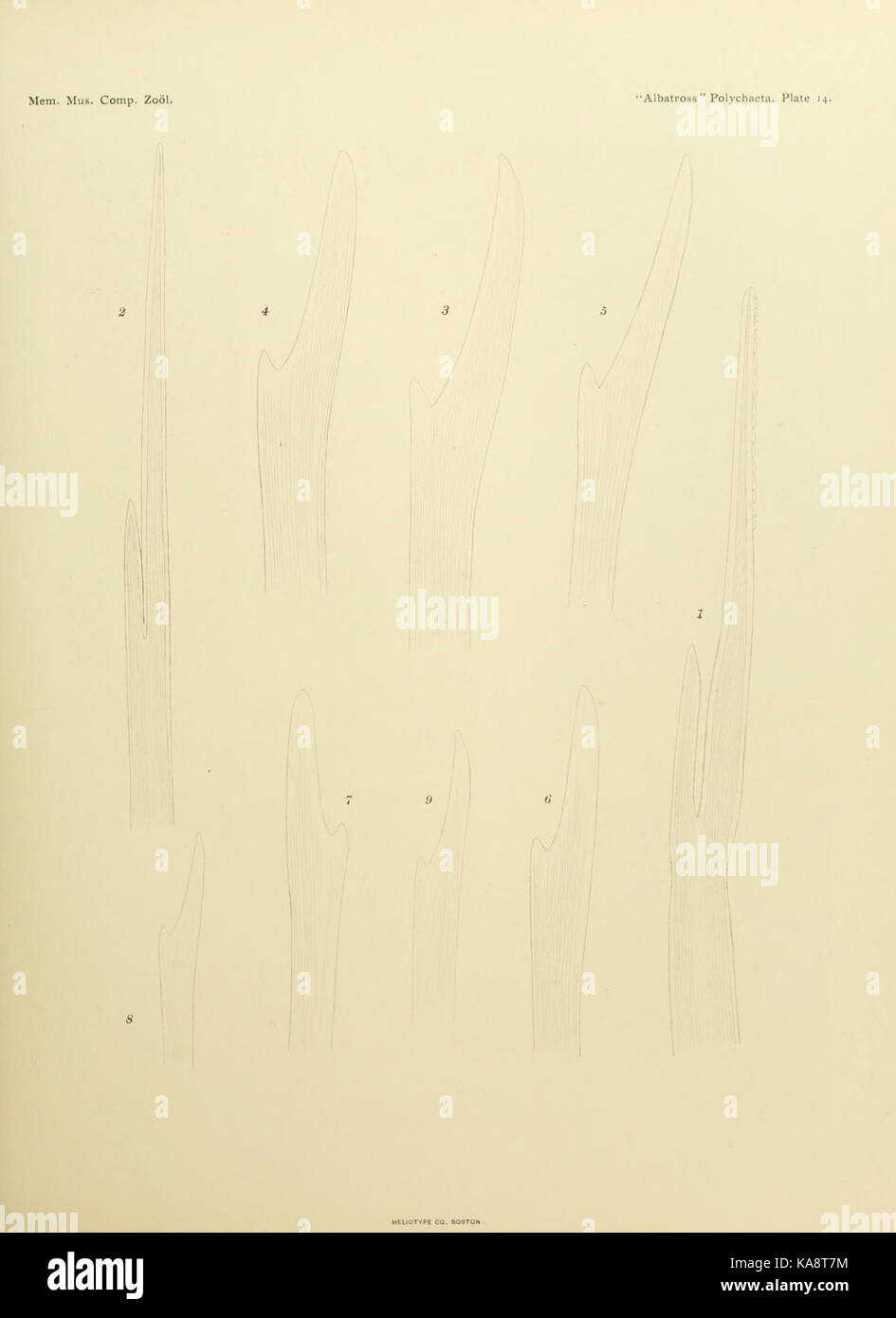 Annelida segmented worms hi-res stock photography and images - Alamy