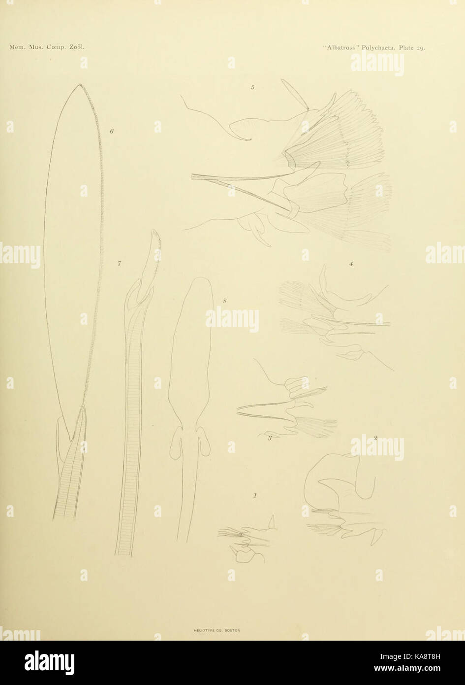 Plate 29 from 'The Annelida Polychaeta' depicts various species of ...