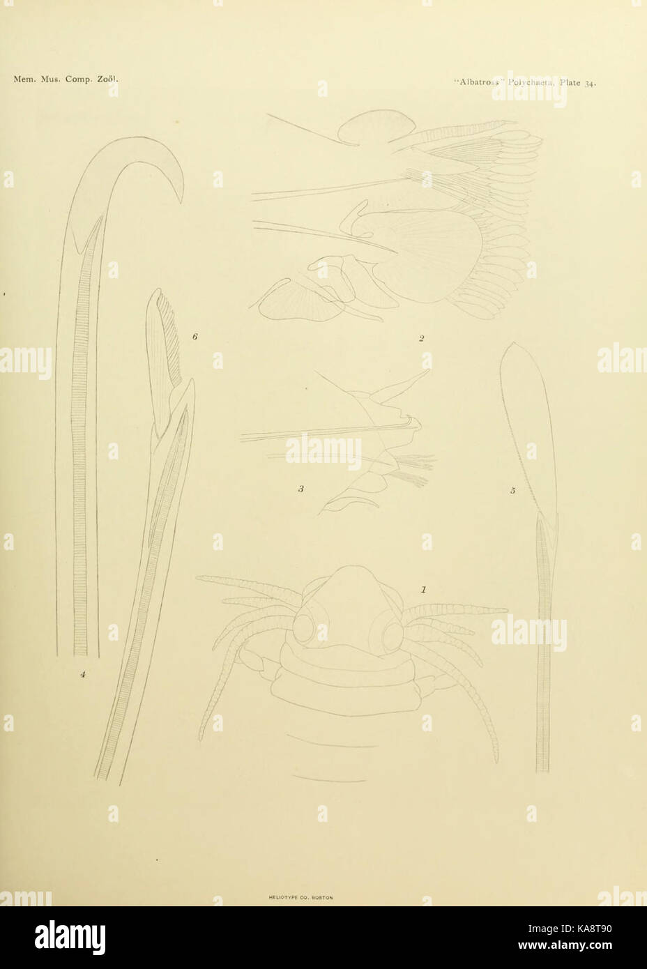 An illustration from a scientific work on the Annelida Polychaeta ...