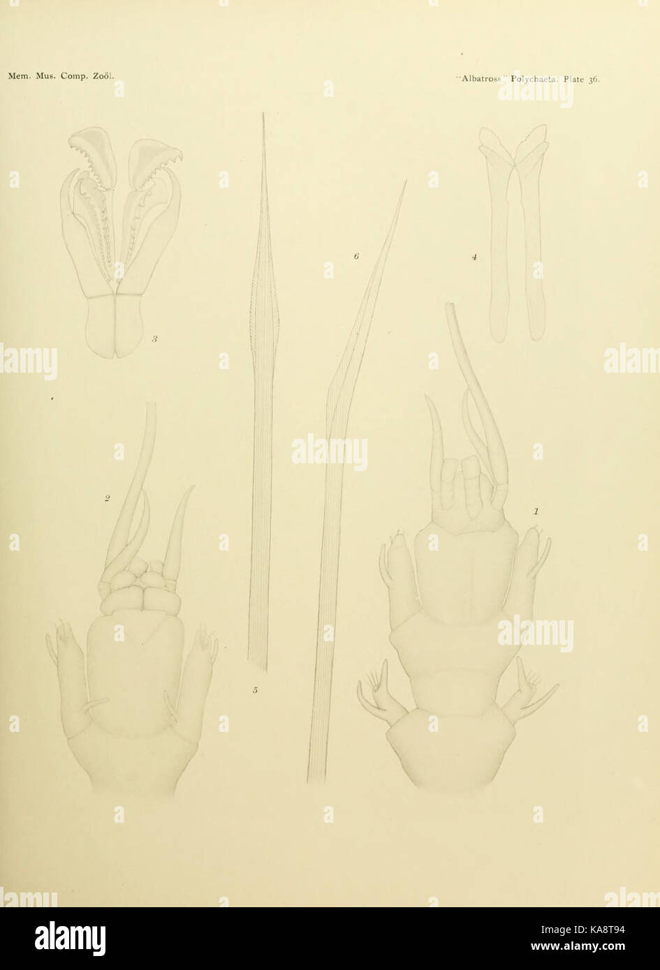 An illustration from 'The Annelida Polychaeta' showing Plate 36, a ...